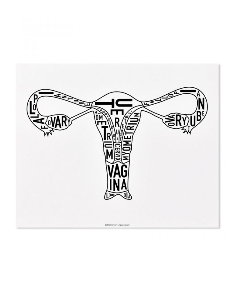 Female Reproductive Anatomy Art 8" x 10" Print in Black & White