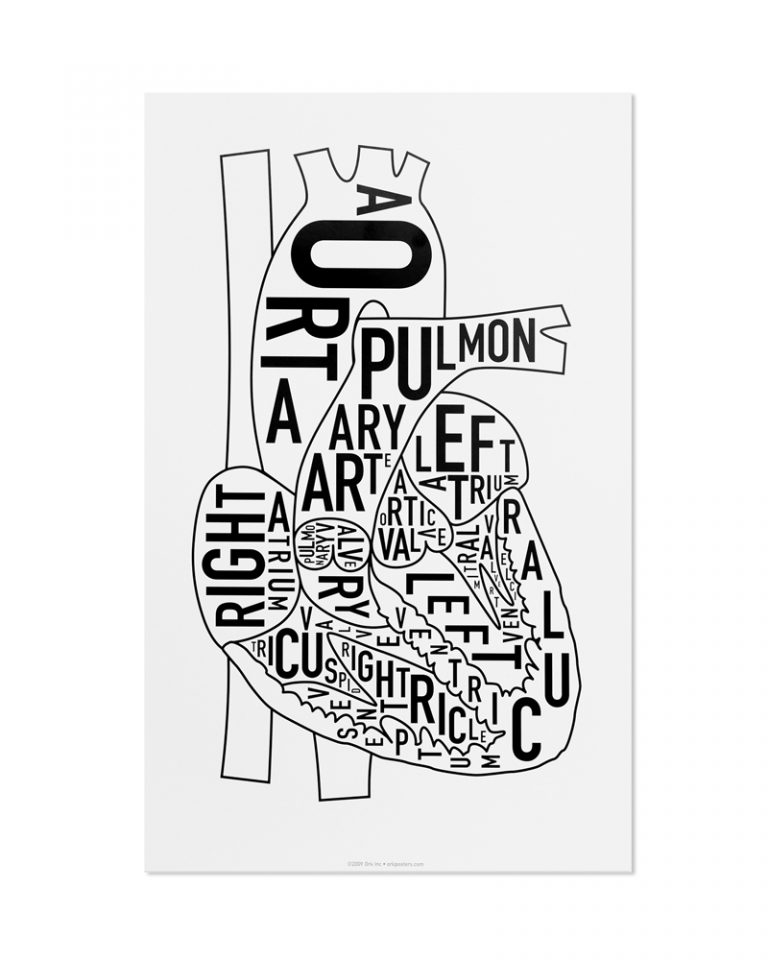 Heart Anatomy Typographic Art Prints - Human Heart Design by Ork Posters