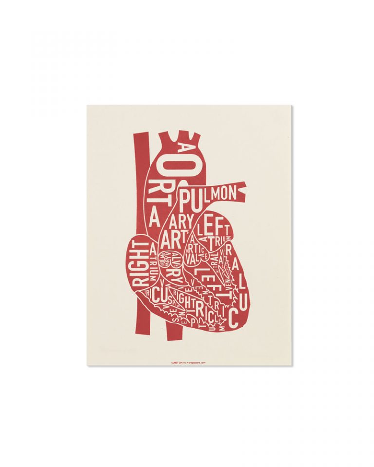 Heart Anatomy Typographic Art Prints - Human Heart Design by Ork Posters